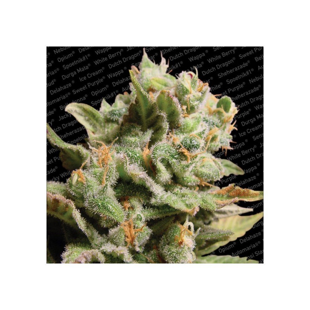 Dutch Dragon (Paradise Seeds) - Zativo