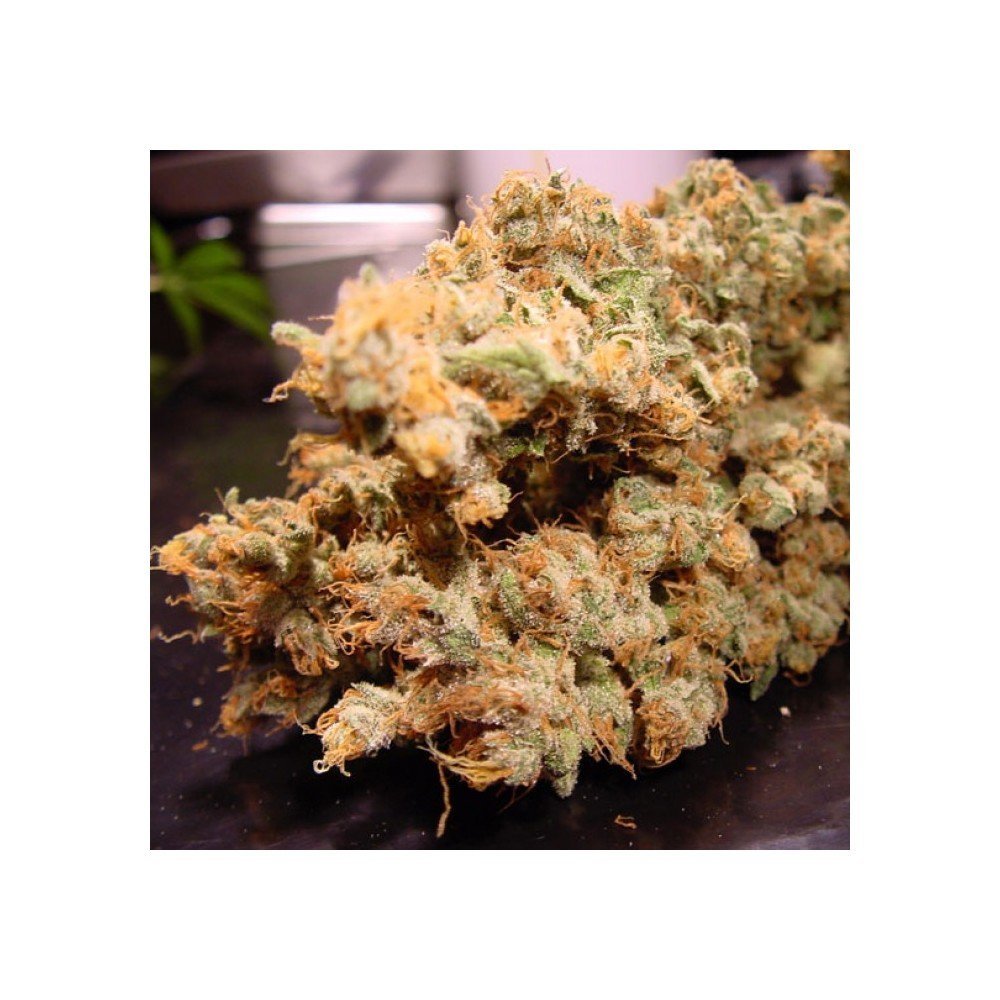 Dutch Dragon (Paradise Seeds) - Zativo