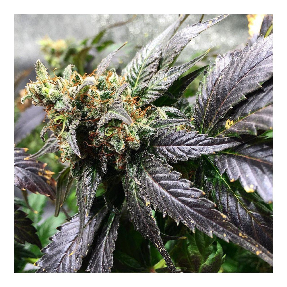 Amnesia Lemon (Barney's Farm) - Zativo