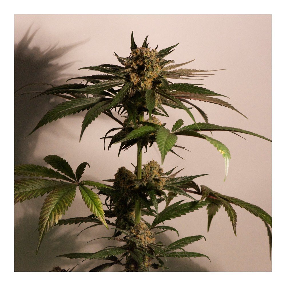 CBD Blue Shark (Barney's Farm) - Zativo