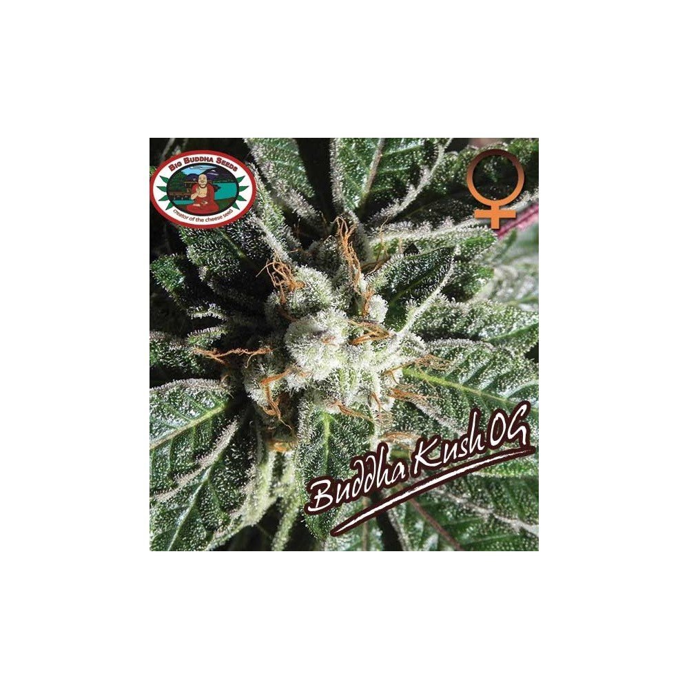 Buddha Kush OG (Big Buddha Seeds) - Zativo