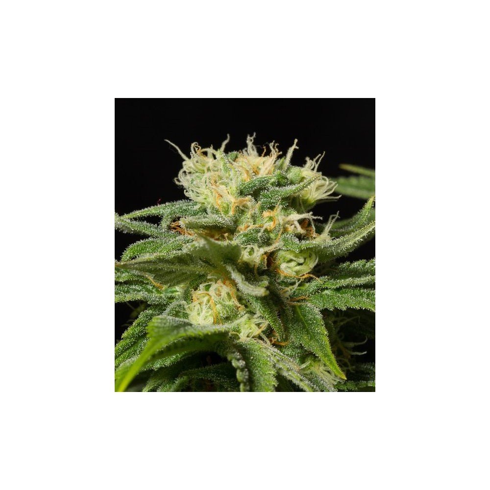 California Hash Plant (Dinafem) - Zativo