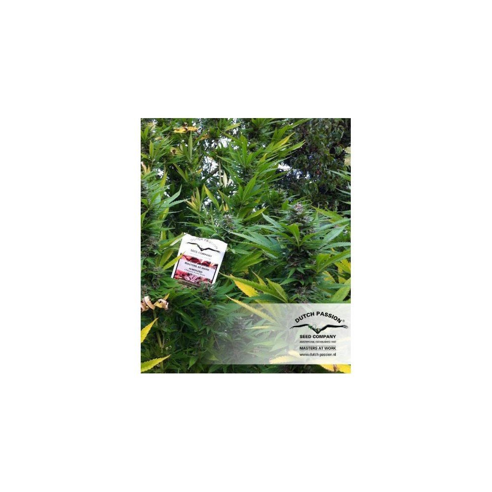 Hollands Hope (Dutch Passion) - Zativo