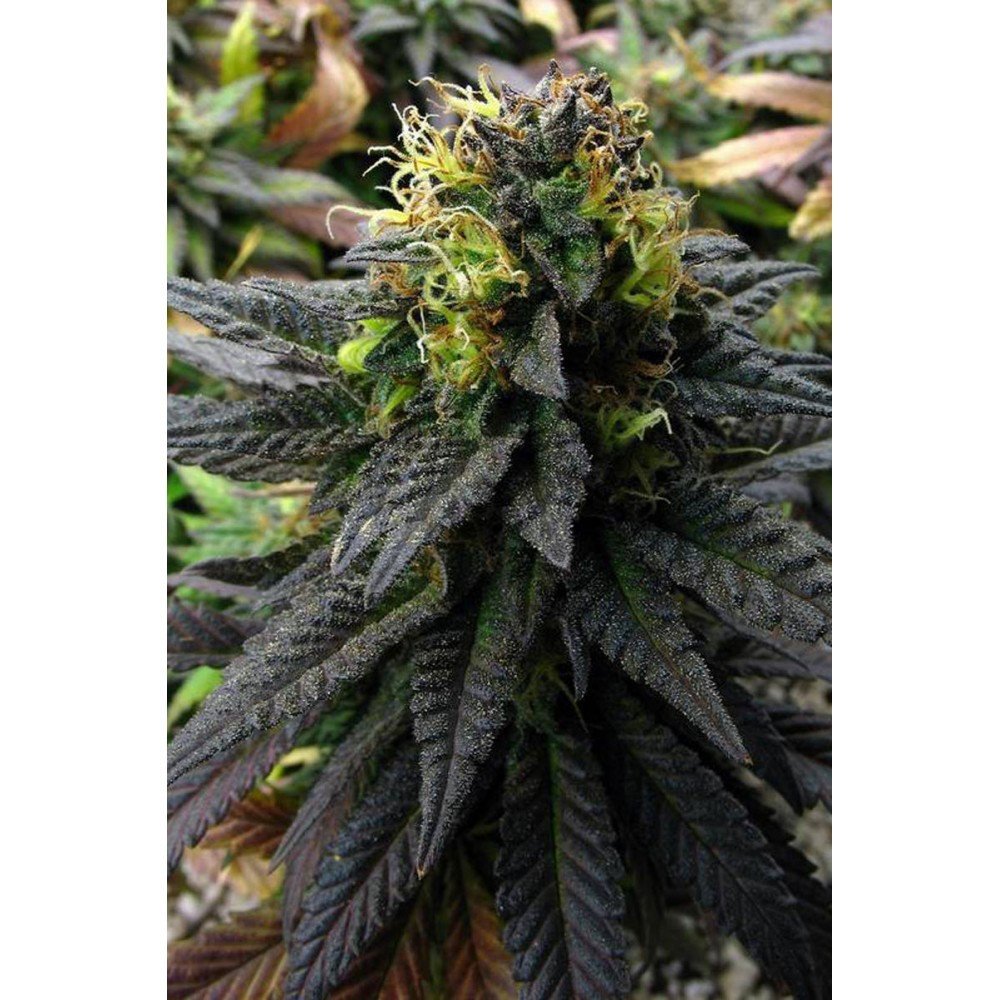 Deep Purple (TGA Subcool Seeds) - Zativo