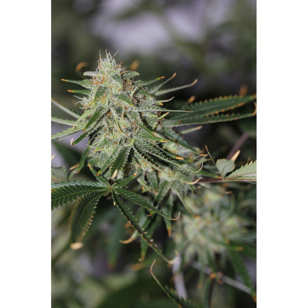 Galactic Jack (TGA Subcool Seeds) - Zativo